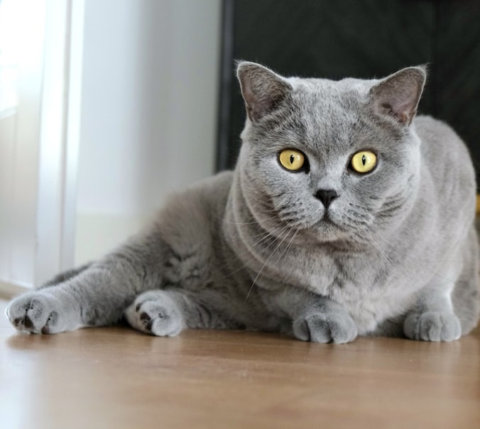 Heb jij Ollie, Truus of Molly gezien? Deze drie huisdieren worden in ...