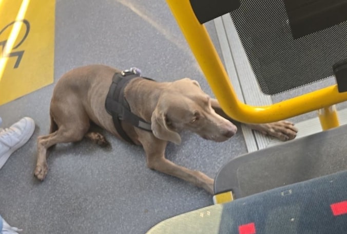 Geen kaartje, geen baasje, wel met de bus: hond Lana pakt in haar uppie ...