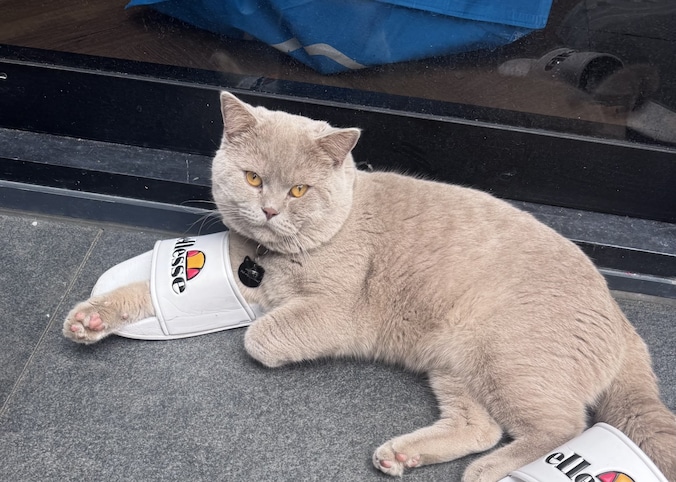 Heb jij Da mi, Koos of Mila gezien? Deze 10 huisdieren worden in ...