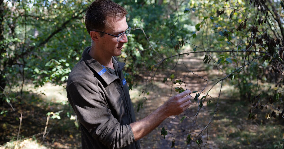 Boswachter Koen waarschuwt na vroege herfst: ‘Impact op natuur is enorm ...