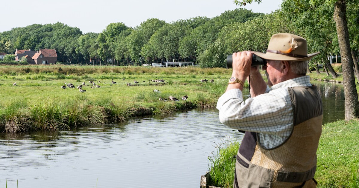 Ganzen veroorzaken 53 miljoen euro schade, jagers komen in actie: ‘Ze ...