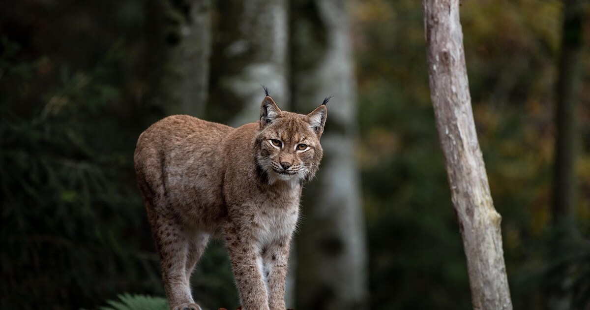 Lynx uit Eindhoven Zoo na week nog steeds spoorloos: ‘We hebben de hoop ...