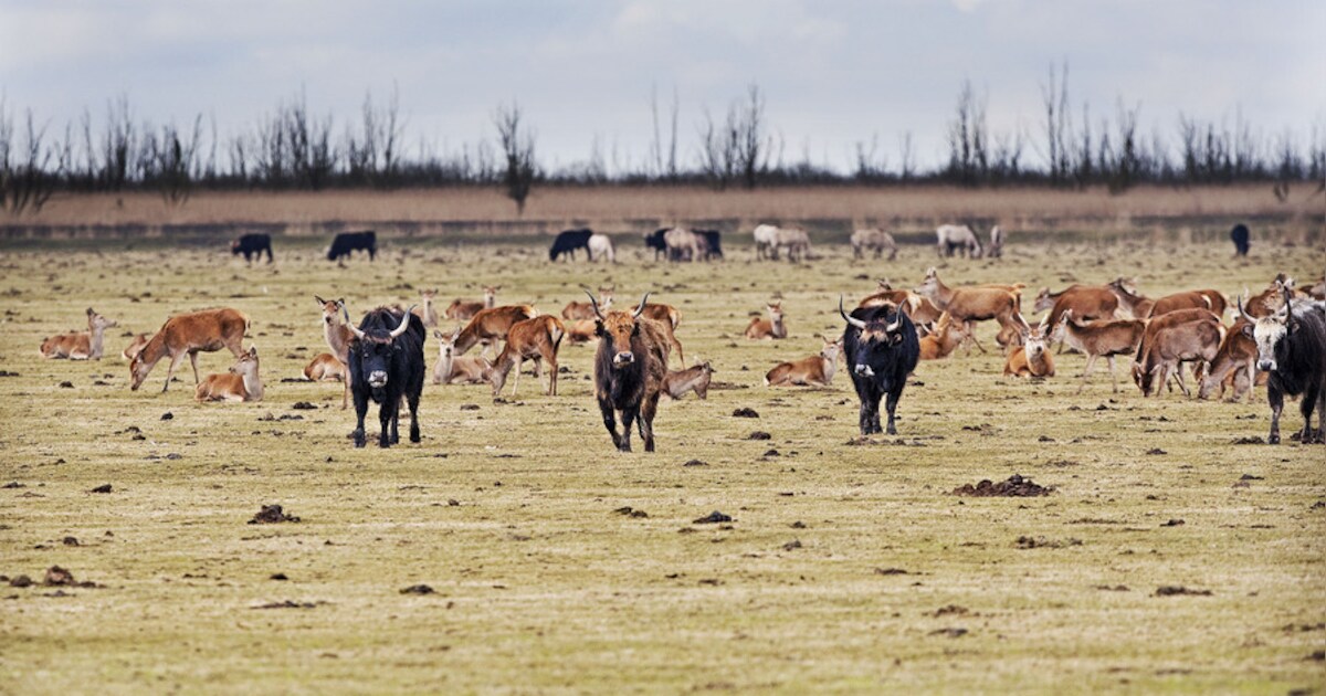 Simpele versie Oostvaarderswold blijft optie | Nieuws | ed.nl