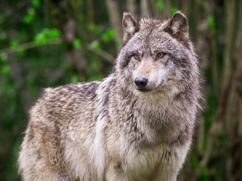 Dode wolf gevonden in Drenthe, onderzoek moet uitwijzen of het om ...