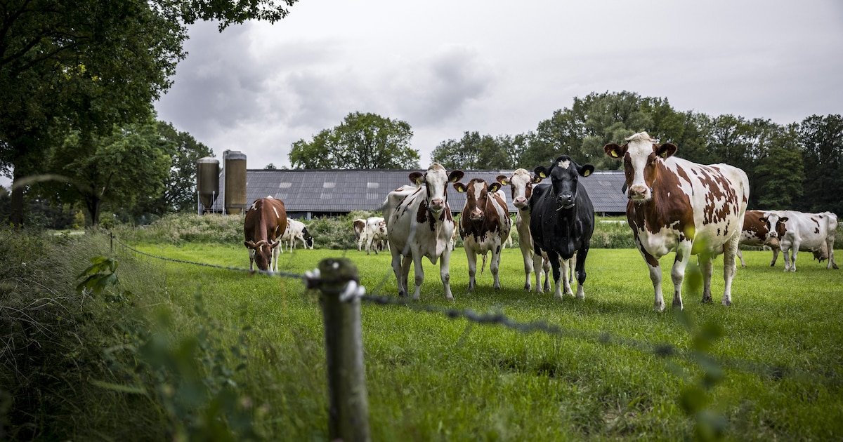 Haagse vertraging, Bossche tijdsdruk en kopzorgen bij belaagde boeren | Frank van den Heuvel | ed.nl