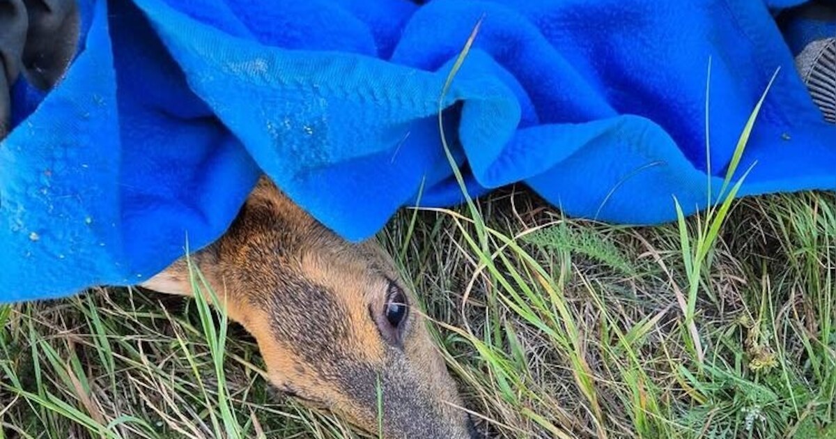 Opnieuw een ree gered uit kanaal bij Helmond, vorige maand soortgelijk ...
