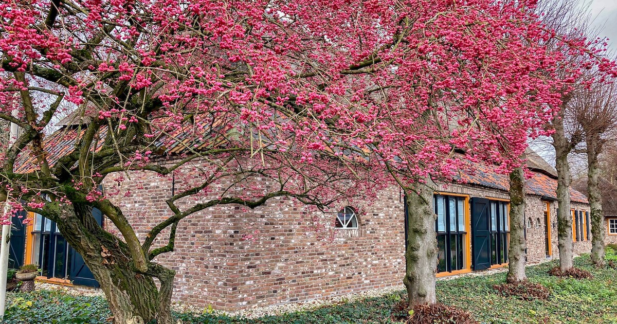 Gratis bomen zorgen voor een groener Deurne | Deurne | ED.nl