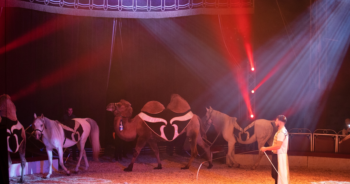 PvdD wil Eindhovens circus zonder pony’s en kamelen, Circus Renz ...