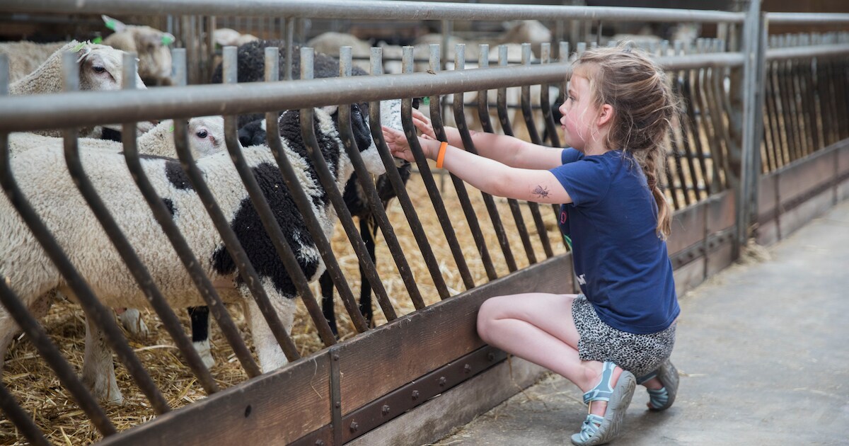 Open dag bij boer Arie in Heeze met een hoge aaibaarheidsfactor ...