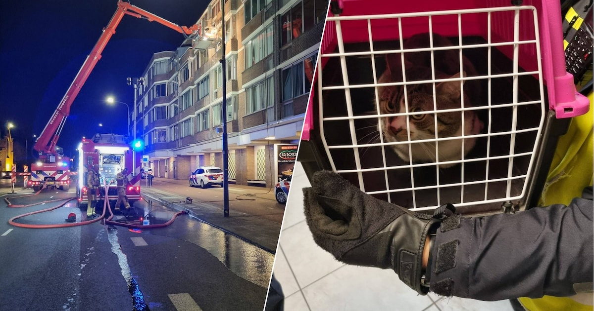 Keukenbrand in appartement in Helmond: bewoner naar ziekenhuis, kat ...