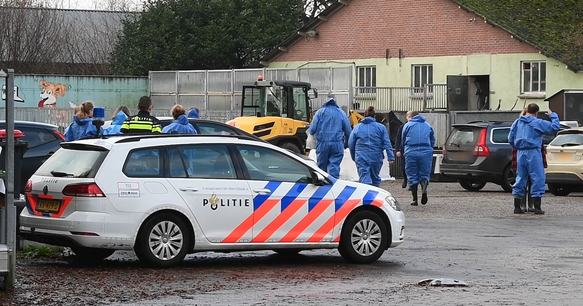 Honderden honden waren ondervoed, hun botten staken uit, maar Eerselse ...