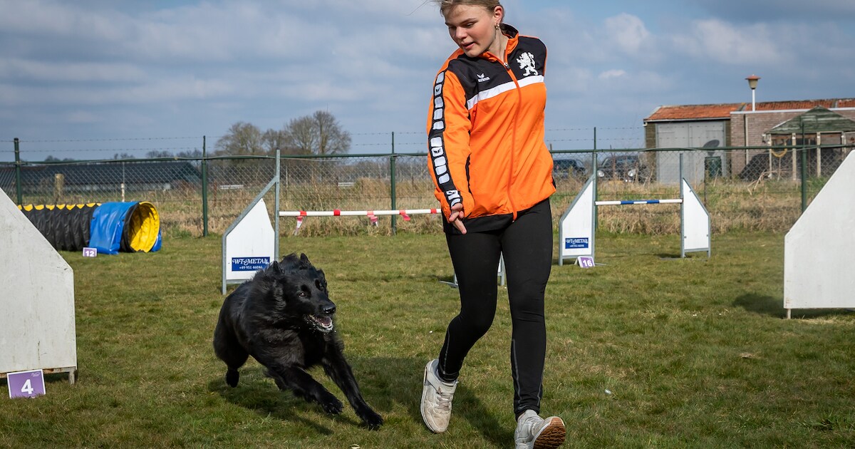Amy (13) en herdershond A-Jay gaan naar WK in Griekenland: ‘Elke week ...