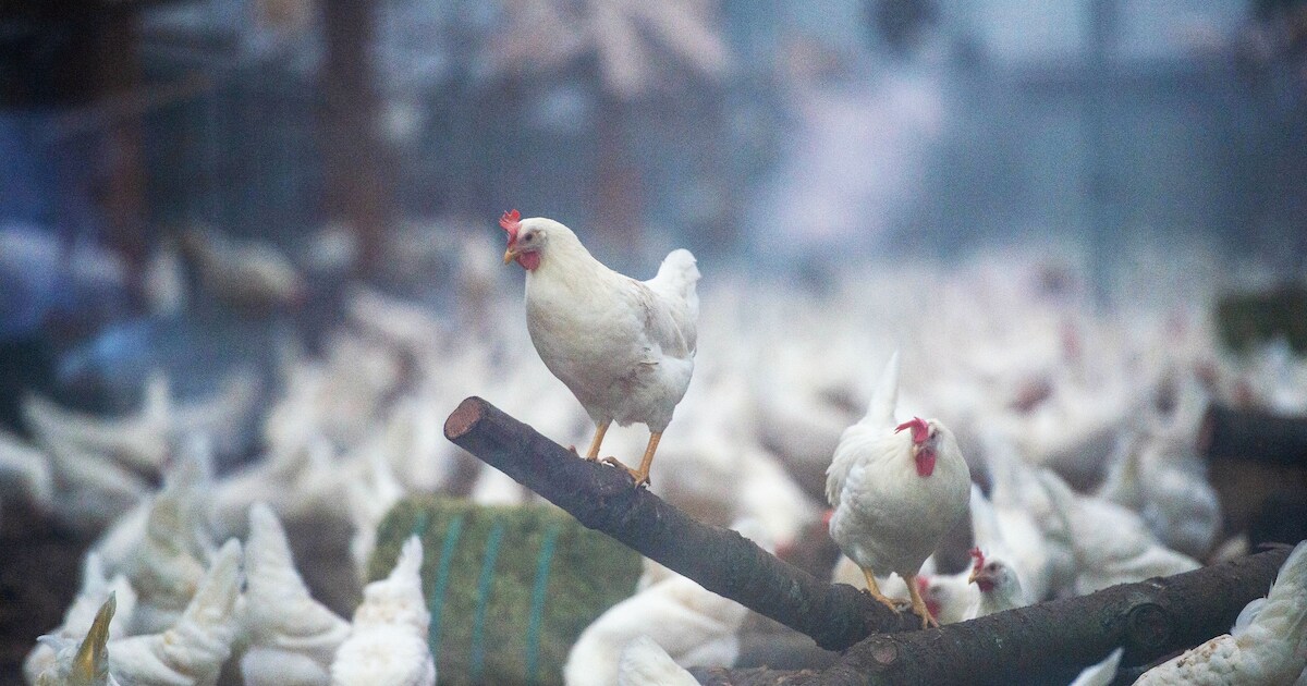 Veel Brabantse boerderijen in lijst stikstofvervuilers, grootste ...