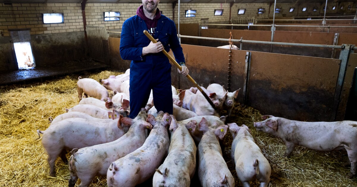 Varkensboer Michiel bedacht stalsysteem dat ammoniakuitstook vermindert en andere boeren willen ...