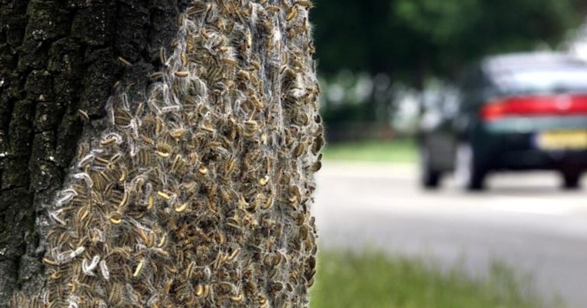 Processierupsen bij Berkendonk | Helmond | ED.nl