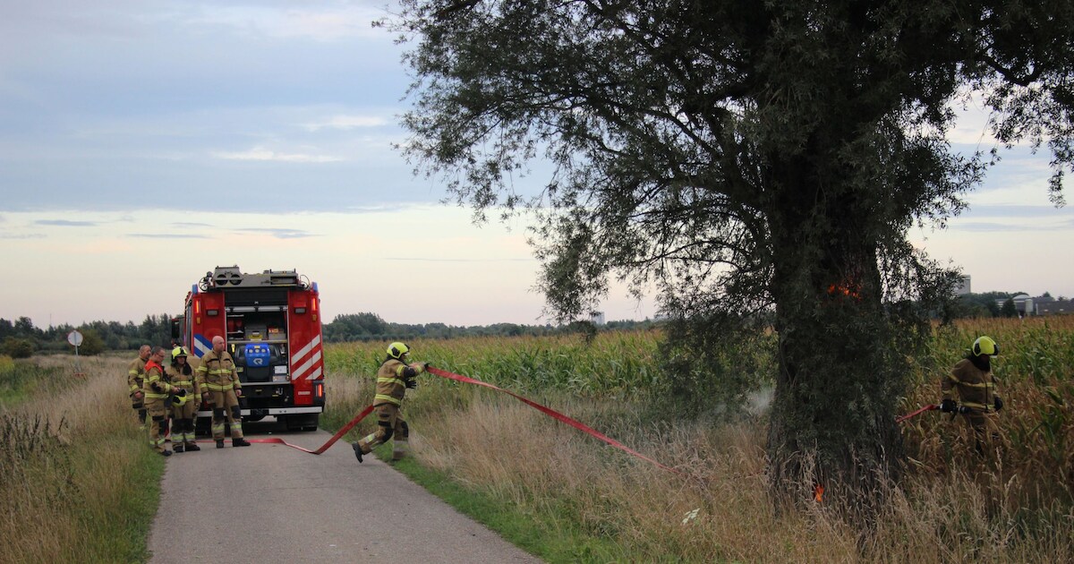 Brandweer heeft moeite met blussen boom in Oss: zelfs in de stam woeden ...