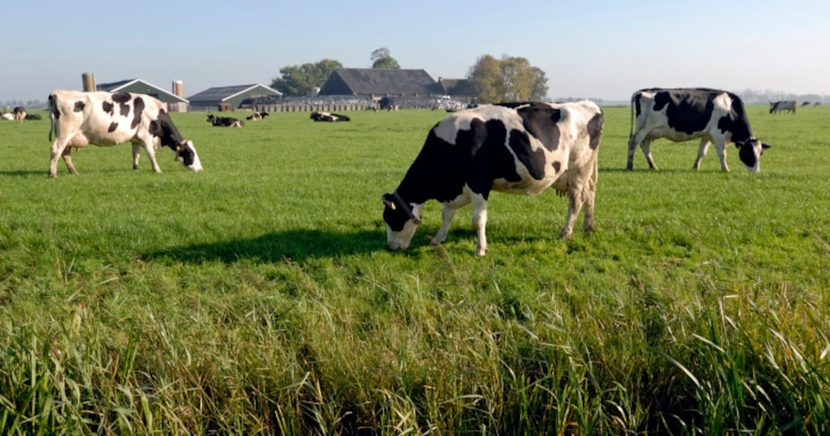 Veehouder uit Valkenswaard langer in de wachtkamer voor ...