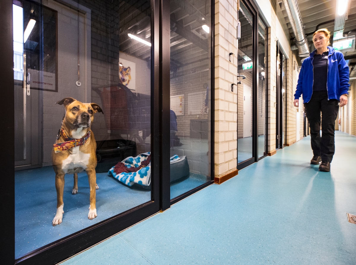 Jaarlijkse hel voor honden en katten barst weer los: ‘Hond met ...