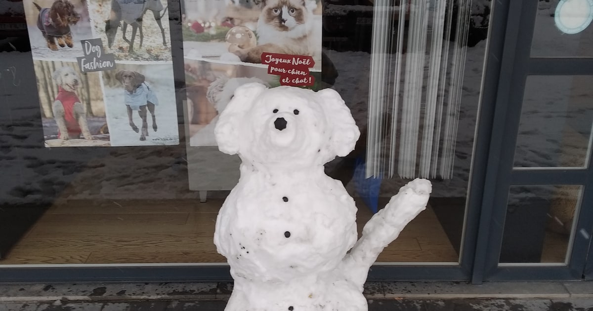 IN BEELD. Prachtige sneeuwtaferelen in Limburg, dierenwinkel maakt ...