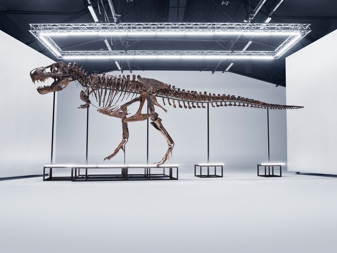 Primeur in Europa: T. Rex onder de hamer bij Zwitsers veilinghuis | Buitenland | ed.nl