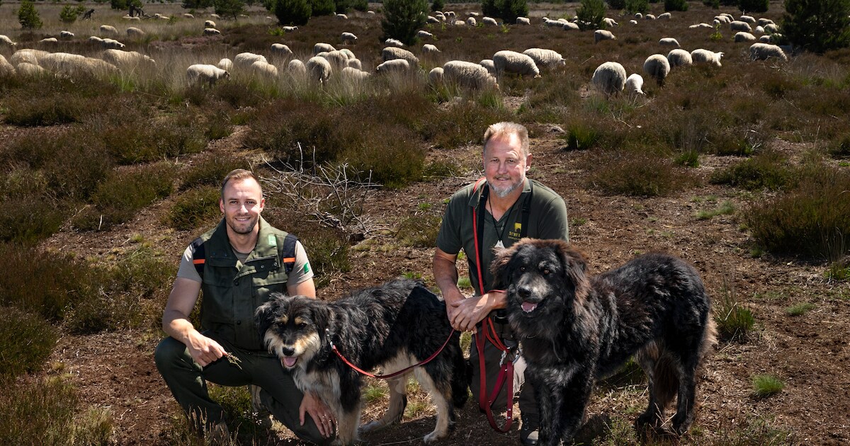Nieuw wapen tegen wolf: Italiaanse berghonden bewaken schapen op ...