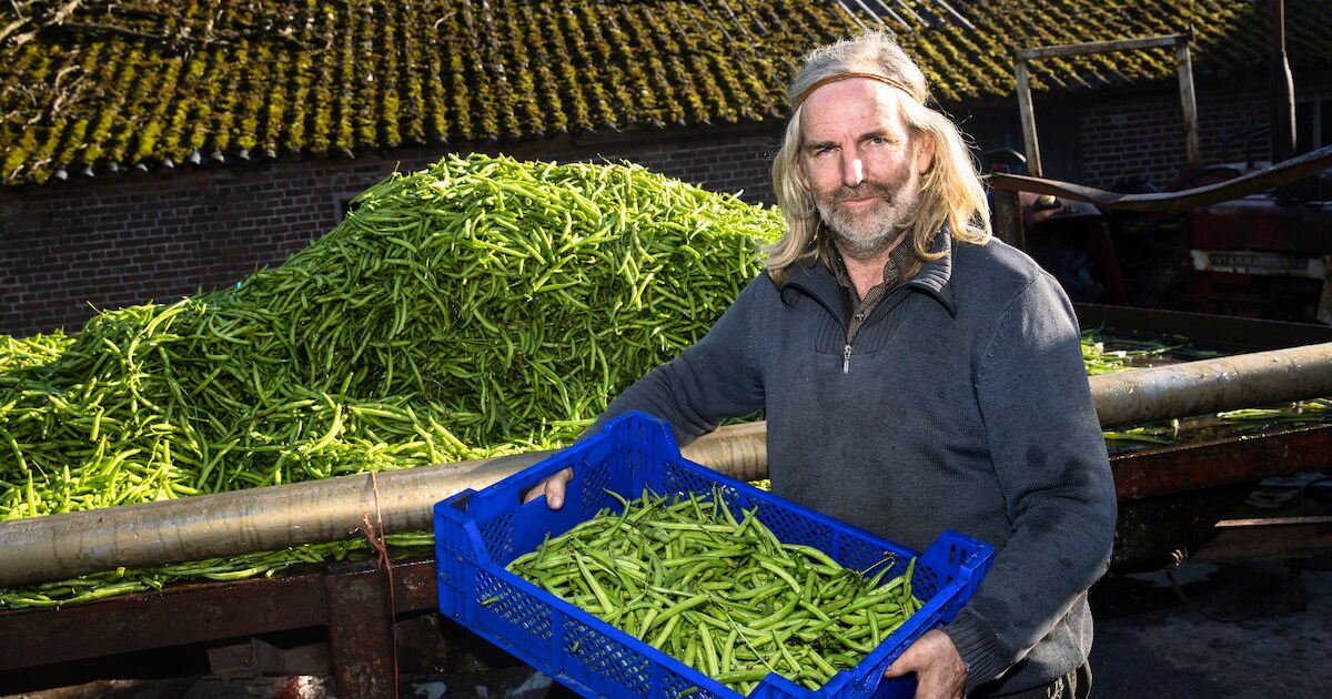 Hoe raak je in recordtempo 100.000 kilo sperziebonen kwijt? ‘Kreeg ...